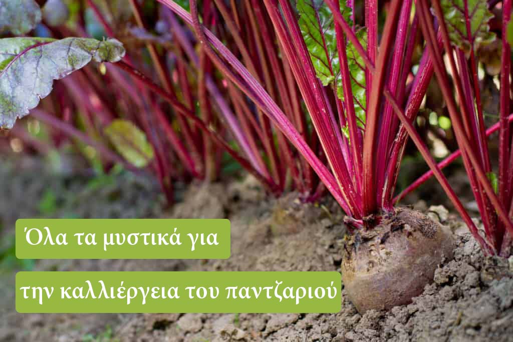 Παντζάρι: όλα τα μυστικά για την καλλιέργειά του!